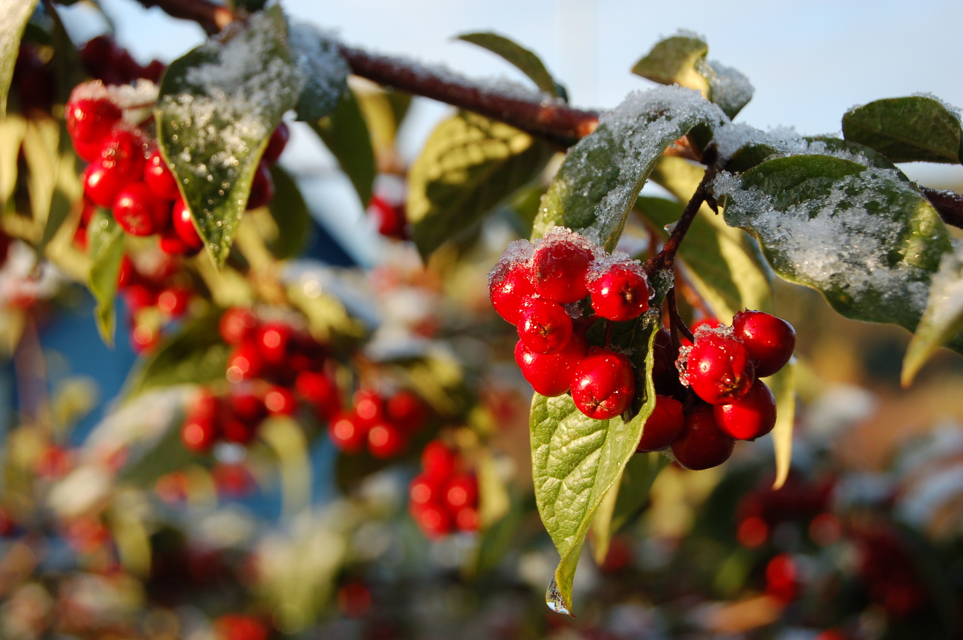 Poem of the week : A Garland of Rowan Berries by Janette Ayachi – Bella ...
