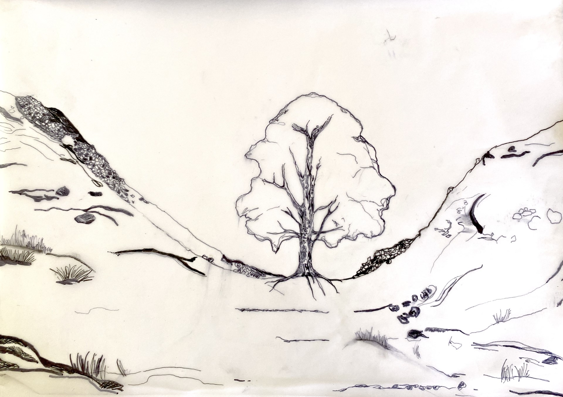 One Tree Falling – Bella Caledonia