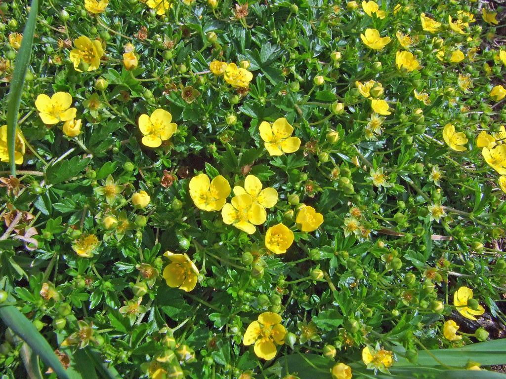 Tormentil – Bella Caledonia